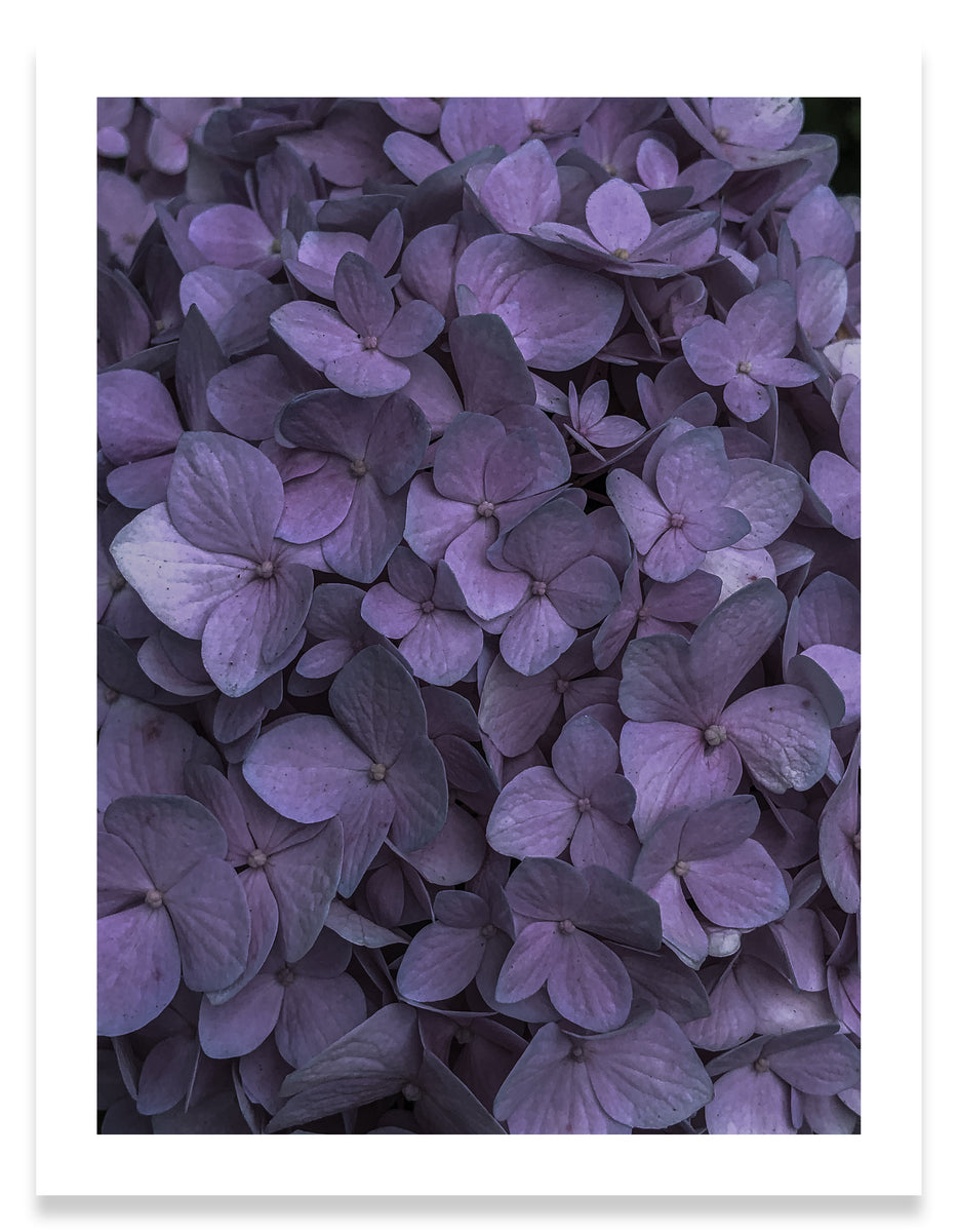 Hydrangea Indigo, 2022 – Rachelle Lawler